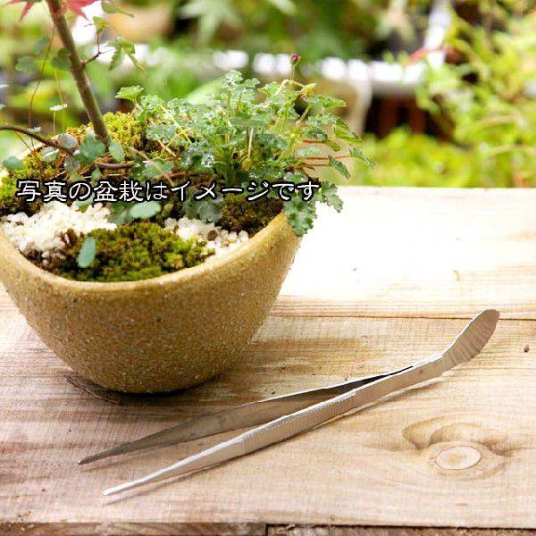 盆栽はもちろん苔玉や観葉植物など、どんな植物にも大活躍。ヘラとピンセットが一緒になっているので使い勝手がいい！ ピンセットの先が真っすぐのタイプです【内容】・ステンレス製だから錆びにくい【ヘラ付ピンセット（直）】・・・１つ● 素材 ステンレ...