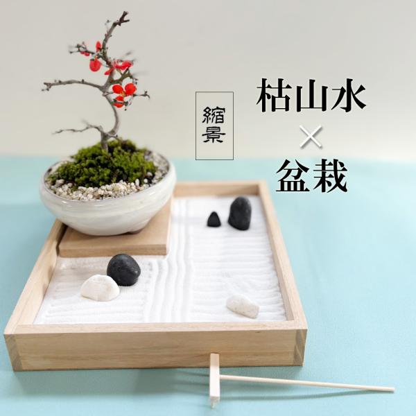 ●セット内容 【枯山水（玉砂利小サイズ）】・蓋つきトレイ・・・1枚・砂・・・1袋・ミニレーキ（熊手）・・・１つ・石（玉砂利）・・・５個・楽しみ方のしおり（日本語版／英語版）【紅長寿梅の盆栽（万古焼白鉢）】・紅長寿梅の盆栽（万古焼白鉢）・・・...