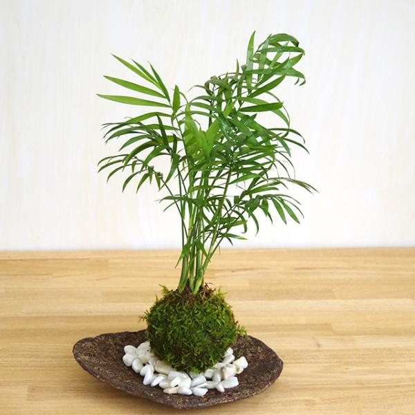 内容 ・テーブルヤシの苔玉・・・１つ・くらま岩器・・・・1枚・敷石（白石または黒石）・・・1袋・育て方のしおり置き場所 基本的に屋外で栽培します。明るい日陰に置いてください。（真夏の直射日光は避けてください）室内栽培は生育上おすすめできませ...