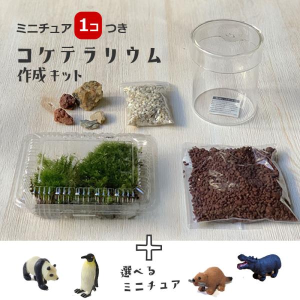 おうちで苔テラリウムを作ってみませんか？作り方のしおりもついているので初めての方でもできます！フタつきの丸ガラス容器のキットです。