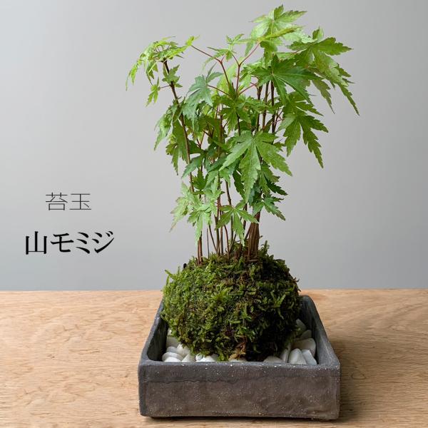 内容 ・山モミジの苔玉・・・１つ・器：焼締角器・・・・1枚・敷石・・・（白石または黒石いずれか）１袋・育て方のしおり置き場所 真夏の直射日光以外で日が当たる明るい場所に置いてください。 秋〜初冬の頃は気温がぐっと下がる外で管理すると紅葉がは...