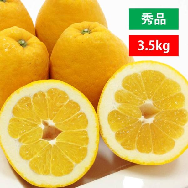 こちらは河内晩柑(かわちばんかん)になります。“和製グレープフルーツ”と呼ばれる河内晩柑は、グレープフルーツほど苦みはなく、すっきり爽やかな甘さがあります。旬が長く、次期ごとに違った味わいが楽しめるのも魅力のひとつ。ジューシーでみずみずしい...