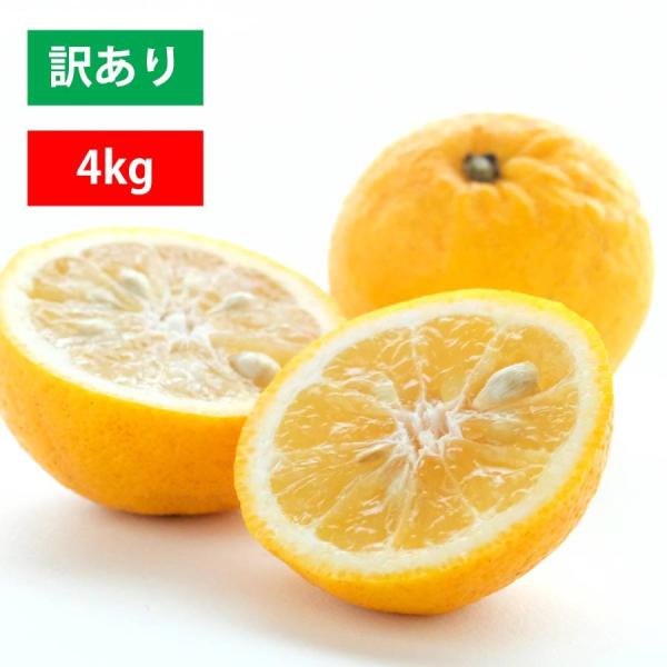 こちらはニューサマーオレンジになります。ニューサマーオレンジ(日向夏・小夏)は、夏みかんらしい爽やかな味わい。小ぶりで食べやすいサイズ感で、暑くなる時期にもさっぱりと食べやすいかんきつです。また、ふわふわのワタには苦味や渋みがなく果実と一緒...