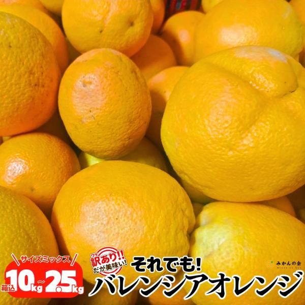 【発売日：2026年07月15日】和歌山県産のバレンシアオレンジです。訳あり品のため果皮に傷・黒点、形の不揃いな果実を含みますが、品質・味に問題はなくご家庭用としてお得にお楽しみいただけます。ノーワックスのため皮はピール等にもご利用可能で爽...