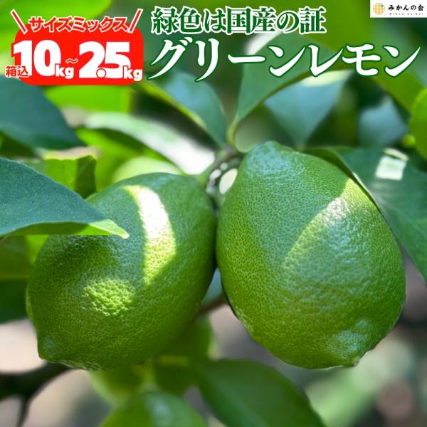 【発売日：2026年10月15日】●商品詳細和歌山県産の秀品グリーンレモン黄色く色付く前に収穫したもので、小玉から大玉まで混在します。緑色と黄色が混ざった果皮のレモンが混在することがございます。●注意事項生鮮品のため輸送中の衝撃や温度変化に...