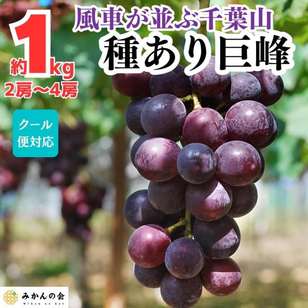 【発売日：2026年08月25日】●商品詳細こちらの商品は種あり巨峰です。●注意事項※房数はあくまでも目安です。生育状況、水分量、粒数により入り房数が変わります。運送時の振動により房から実が外れる事がございます。あらかじめご了承下さい。生鮮...