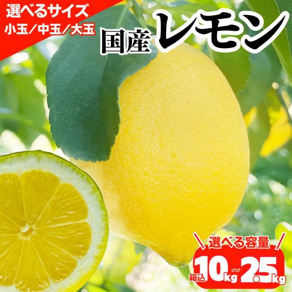 【発売日：2025年12月01日】●商品詳細和歌山県産の国産レモンです。秀品規格で、サイズ比率により玉数は大きく異なります。大玉（5L〜3L）・中玉（3L〜L）・小玉（L〜S）サイズ感は画像を参照。●注意事項生鮮品のため輸送中の衝撃や温度変...