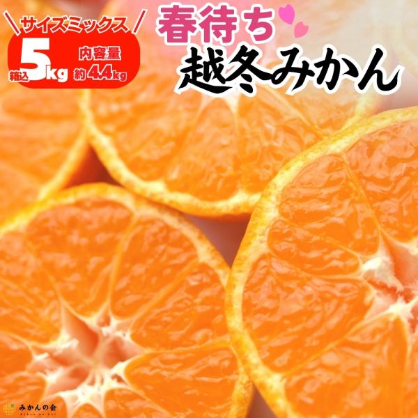 【発売日：2025年11月20日】●商品詳細こちらの商品は12月〜1月に収穫を行い、貯蔵熟成をしたみかんです。傷みにつながるみかんだけを取り除いた産地のリアルな商品です。●注意事項秀品から訳あり（奇形、果皮にキズ・黒点）まで様々な大きさや形...