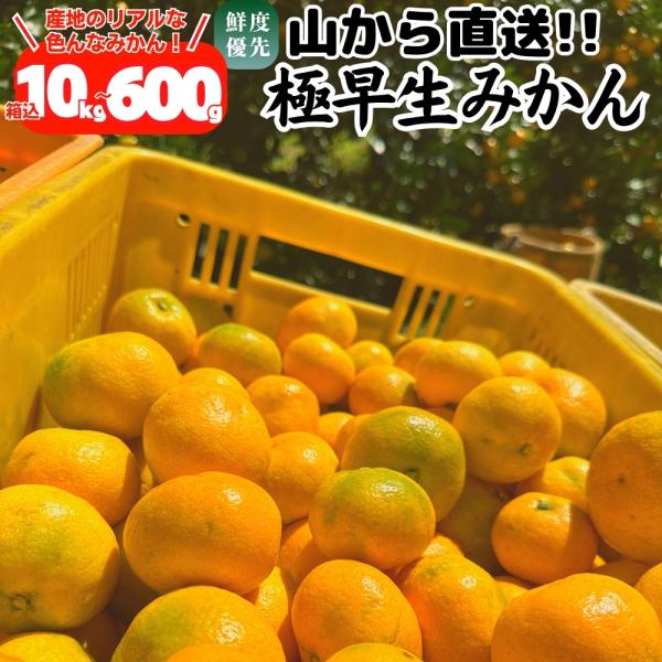 【発売日：2026年10月10日】●商品詳細傷みにつながるみかんだけを取り除いた「採れたてそのままごろごろ規格」ですので秀品から訳あり（形不揃い、果皮にキズ・黒点）まで様々な大きさや形のみかんが詰まった商品です。●注意事項生鮮品のため輸送中...