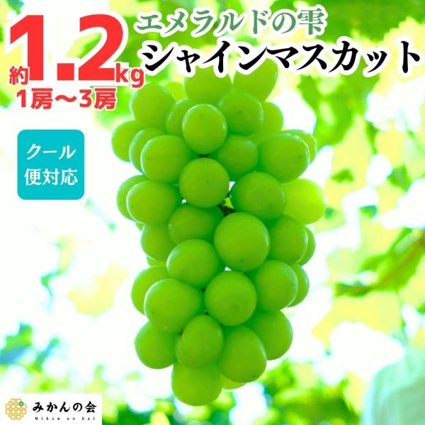 【発売日：2026年08月20日】●商品詳細こちらの商品はシャインマスカットです。●注意事項房数はあくまでも目安です。生育状況、水分量、粒数により入り房数が変わります。運送時の振動により房から実が外れる事がございます。あらかじめご了承下さい...