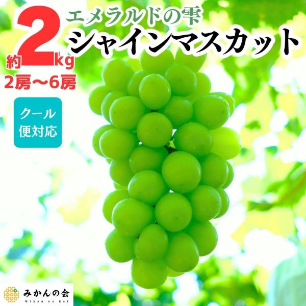【発売日：2026年08月20日】●商品詳細こちらの商品はシャインマスカットです。●注意事項房数はあくまでも目安です。生育状況、水分量、粒数により入り房数が変わります。運送時の振動により房から実が外れる事がございます。あらかじめご了承下さい...