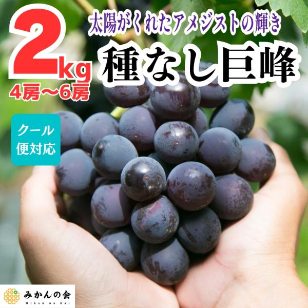【発売日：2026年08月20日】●商品詳細こちらの商品は種なし巨峰です。●注意事項房数はあくまでも目安です。生育状況、水分量、粒数により入り房数が変わります。運送時の振動により房から実が外れる事がございます。あらかじめご了承下さい。生鮮品...