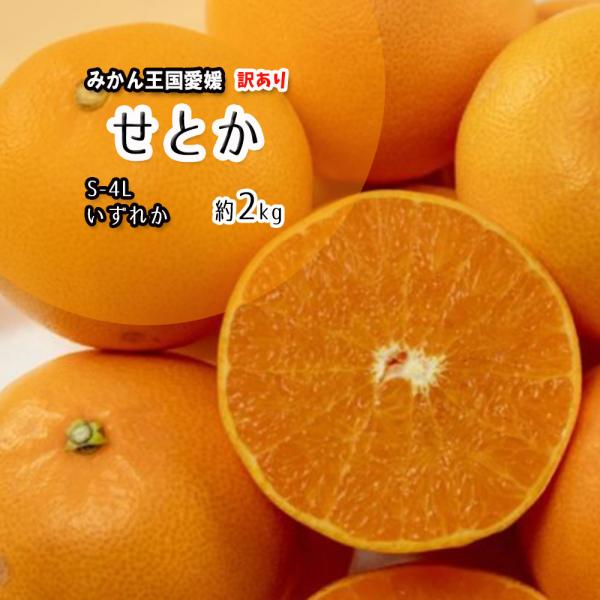 せとか 訳あり キズ多め 愛媛県産 柑橘の大トロ S〜3L 約2ｋｇ 送料無料※こちらは訳あり品です。表面の変色・葉傷・黒点・浮皮の影響で、味のばらつきも生じる可能性がございます。ご了承ください。（届いた直後は酸味が目立つものがございますが...
