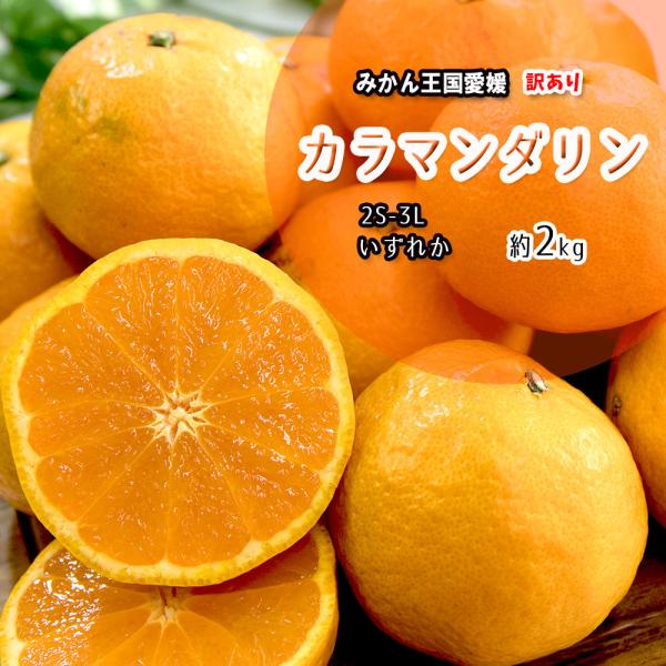 カラマンダリン 温州みかん 春みかん 愛媛県産 2S〜3L 訳あり キズ多め 約 2ｋｇ 送料無料※訳あり商品です。葉傷、変形、黒点などがございます。柑橘の中で、樹になっている期間が一番長い「カラマンダリン」深みのある果汁と濃厚な味わいが熟...