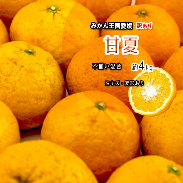 甘夏 甘夏柑 愛媛県産 あまなつ 不揃い 混合 いずれか 約4ｋｇ 送料無料さわやかな甘さとほんのり苦みが、初夏の疲れた身体にぴったりの「あまなつ」。正に初夏を旬を迎えるという、日本人にありがたい柑橘です。ビタミンＣ・クエン酸が豊富！夏みか...