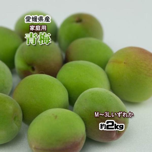 【発売日：2025年06月05日】青梅 家庭用 うめ 梅 梅酒用 生梅 愛媛県産 約2ｋｇ 送料無料※5月下旬から6月上旬発送香り高い鶯宿（おうしゅく）と古城を中心とした青梅です。梅酒にもってこいの品種・品質です！※青梅の重量は、梱包時に計...