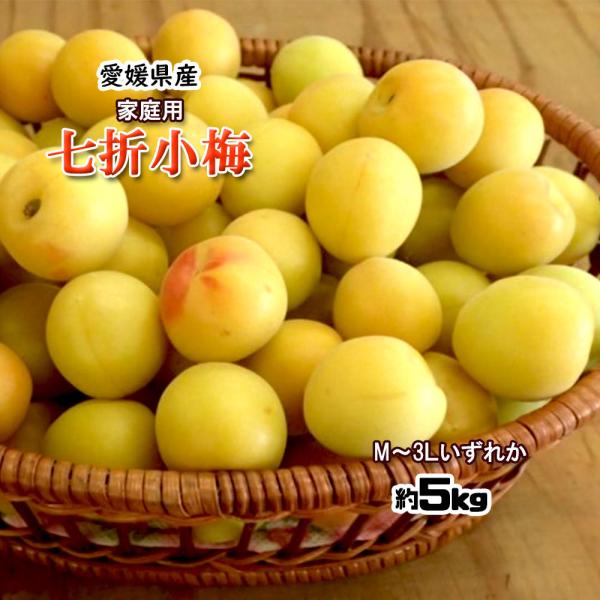 【発売日：2025年05月24日】七折小梅 家庭用 うめ 梅 梅干し用 七折 小梅 約5ｋｇ 送料無料 気温が高く、湿度が高い地域・愛媛県伊予郡砥部町。梅の栽培に最適な環境をもつ七折地区。ここで梅栽培に100年以上の長い歴史を持って、いまな...