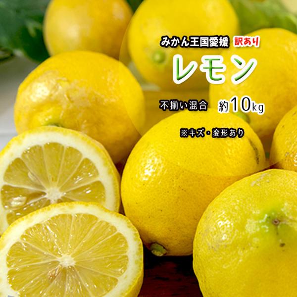 愛媛県産 レモン 新物 檸檬 訳あり ノーワックス 防腐剤不使用 不揃い 10ｋｇ 送料無料 セール※貴重な愛媛レモンです。入荷にばらつきがありますので、お届けまで1週間前後いただくこともございます。予めご了承ください。柑橘王国・愛媛自慢の...