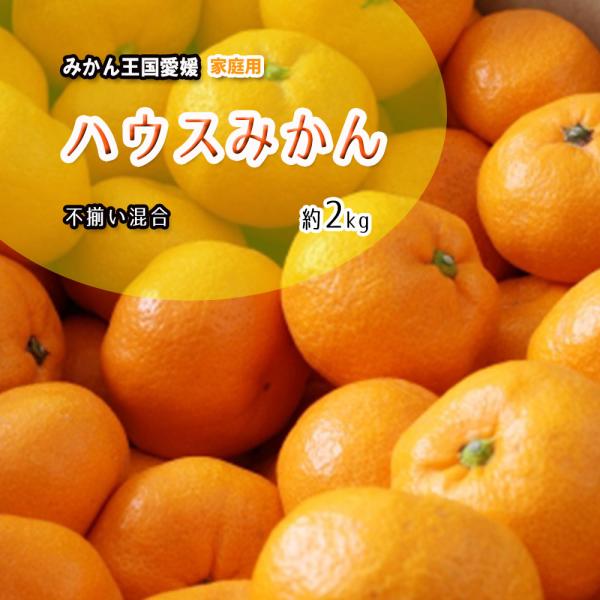 【発売日：2023年06月17日】みかん王国・愛媛から自信作のハウスみかん　ハウスみかんはその名の通り、ハウス栽培のみかん。冬の露地みかんと同じ、温州みかんですが、ハウス施設の中でみかんを熟す環境を作って栽培しております。夏の暑さにさわやか...