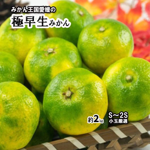 極早生みかん 極早生 愛媛県産 超早出し S 2S 小玉 不揃い 初物 新物 青みかん 送料無料内容：極早生みかん原産地：愛媛県内容量：2kg S 2Ｓ 小玉不揃い ご家庭用みかん大国・愛媛の極早生みかん、始まりました。果肉がジューシーで酸...