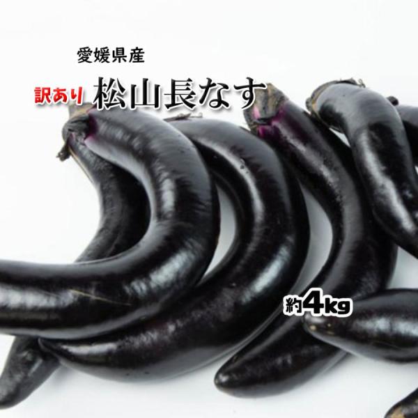 長なす 訳あり 松山長なす 茄子 なす ナス 長茄子 長ナス 愛媛県産 送料無料 約4ｋｇ煮てよし、漬けてよし、焼いても揚げてもよし！松山城を望む地域で栽培される「松山長なす」です。訳ありですので、葉傷があったり、変形がありますが、ご自宅用...