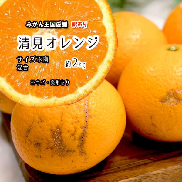 清見タンゴール 清見オレンジ 訳あり 清見  清見みかん 約2ｋｇ 送料無料アメリカのオレンジと温州みかんを交配して作った、日本初のタンゴール品種です。3月まで越冬完熟します。甘さ・香り・味わい深さをいっぱいにつめて、皆様にお目見えします。...