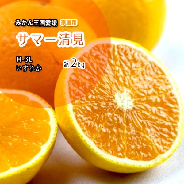 輝 サマー清見 家庭用 清見 かがやき 箱買い 星タンゴール 輝タンゴール清見みかん 希少品種 愛媛県産 2ｋｇ 送料無料※大変希少な品種ですので、数量限定販売です。是非お試しください。清見タンゴールの枝変わり品種。市場にほとんど出回らない...