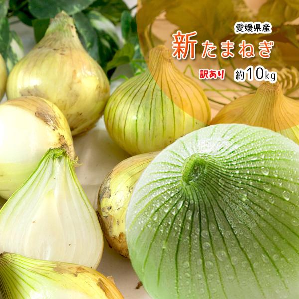 新たまねぎ 訳あり 野菜 箱買い たまねぎ タマネギ 玉ねぎ 玉葱 愛媛県産 約10ｋｇ 送料無料※こちらは訳ありです。・大きさの不揃い・形の変形があります。・リサイクル箱（他の野菜・果物の箱）でのお届けです。・納期にお日にちを頂くことがあ...
