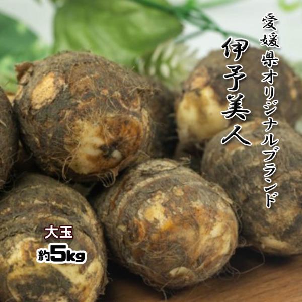 伊予美人 里芋 愛媛県産 大玉 サトイモ 約5ｋｇ 送料無料 箱買い 野菜「やまじ風」と言われる、日本三大局地風がある、愛媛県は四国中央市・宇摩地区。強風に強い作物ということで、里芋の栽培に300年以上の歴史を持ちます。そのＪＡ宇摩と愛媛県...