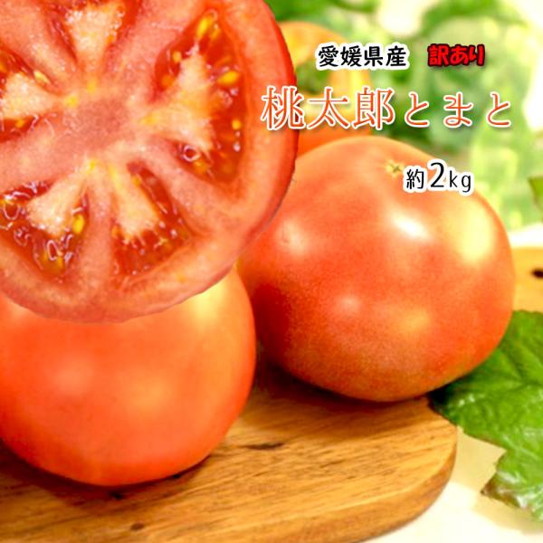 桃太郎トマト トマト 愛媛県産 桃太郎とまと とまと 送料無料 約2ｋｇ 6玉〜16玉 訳あり セール※こちらは訳ありです。葉傷・大きさの不揃い・形の変形などがございます。太陽と海風をいっぱい浴びて、甘く育つ愛媛県のとまと。これからの栄養補...