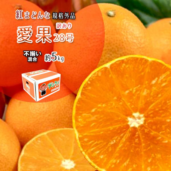愛果28号 訳あり 紅まどんな 愛媛県産 みかん 雑柑 送料無料 約5ｋｇ※訳あり品のため、葉傷、不揃い、変形、浮皮などがございます。傷みやすかったり、味のばらつきが予想されます。外皮が柔らかくなったらお早目にお召し上がりください。愛果28...