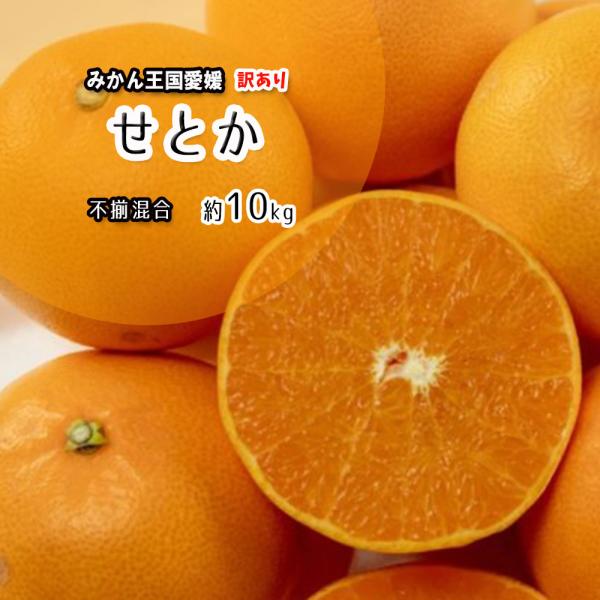 せとか 箱買い 訳あり 愛媛県産 柑橘の大トロ 約10ｋｇ 不揃い 送料無料※こちらは訳あり品です。表面の変色・葉傷・黒点・浮皮・味のばらつきなどあります。皮が向きにくい場合はナイフで切ってお召し上がりください。（届いた直後は酸味が目立つも...