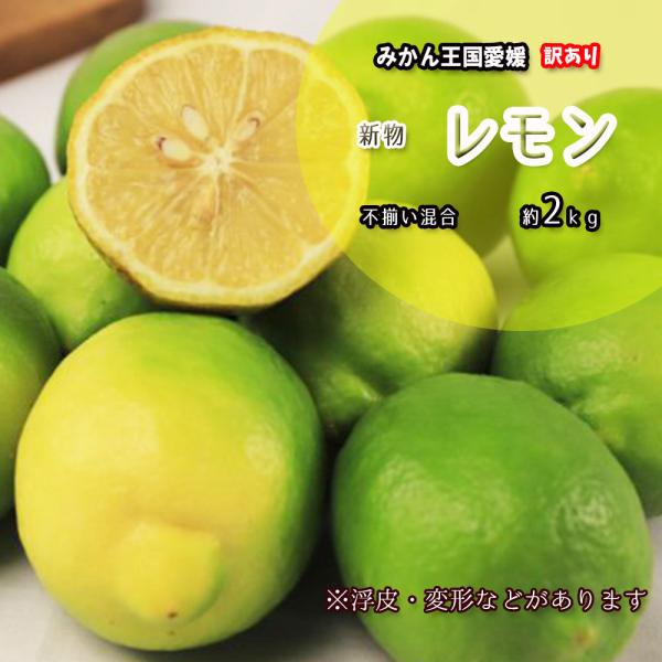 愛媛県産 レモン 檸檬 訳あり ノーワックス 防腐剤不使用 不揃い 2ｋｇ 送料無料 2025年今年初お目見えの「新物」レモンです。新物は、食すと縁起が良いといわれます。7月より入荷スタートの青みが強いレモンです。これから11月にかけて徐々...