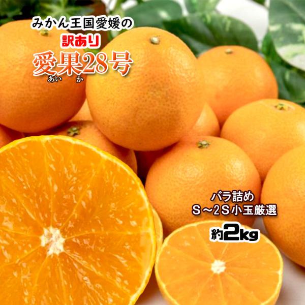 【発売日：2018年11月14日】愛果28号訳あり 紅まどんな 小玉 L以下 愛媛県産 送料無料 愛果28号って？家庭用紅まどんなという枠組みです品種名は「愛媛果試第28号」で、愛媛県のオリジナル品種です。「媛まどんな」は、のま果樹園の登録...