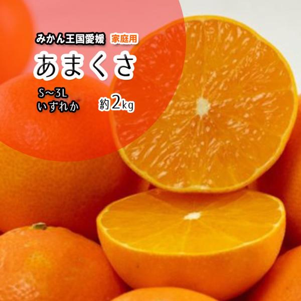 【発売日：2018年10月20日】あまくさ 箱買い 天草 紅まどんな ご家庭用 親品種 M〜2L 2ｋｇ 「天草（あまくさ）」は、「清見タンゴール」と「興津早生みかん」を掛け合わせた品種に「ページオレンジ」を交配して誕生しました。今は全国で...