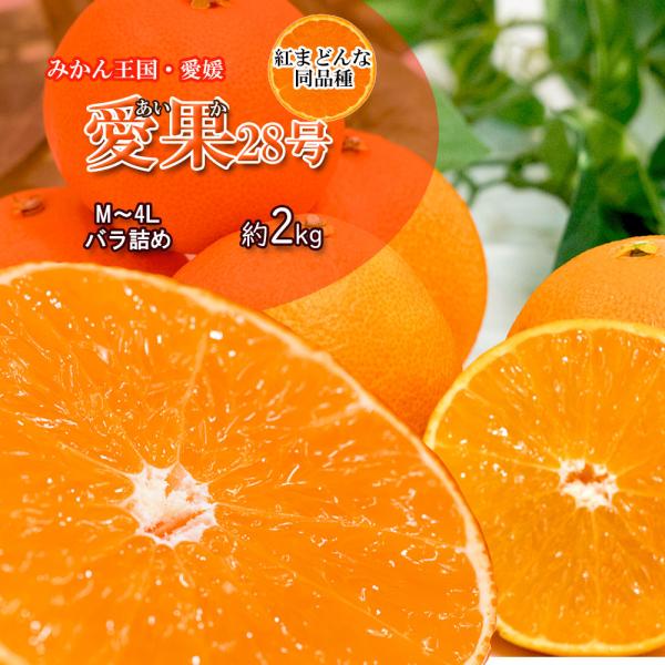 愛果28号 紅まどんな 贈答 御歳暮 みかん 愛媛県産 Ｌ〜4Ｌ バラ詰め 約2ｋｇ バラ詰め 愛媛県 送料無料愛果28号って？家庭用紅まどんなという枠組みです品種名は「愛媛果試第28号」で、愛媛県のオリジナル品種です。「媛まどんな」は、の...