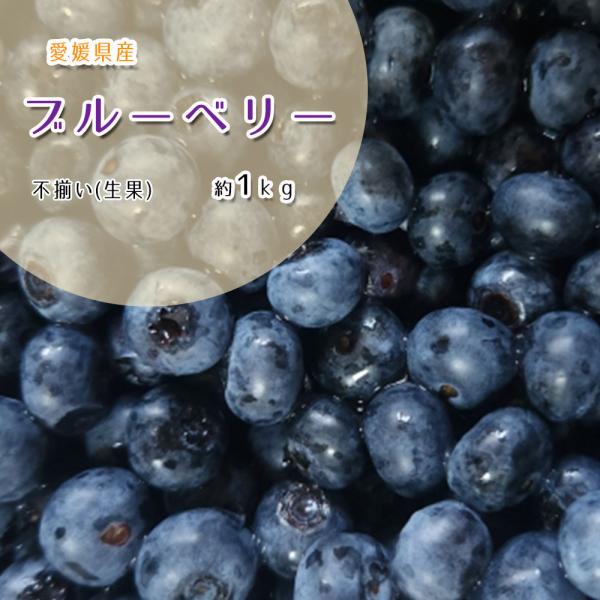 ブルーベリー 家庭用 不揃い 約1ｋｇ 愛媛県産 生果※色むら・葉傷・大きさの不揃いなどがございます。ジャムやお料理に活用できるブルーベリー。愛媛県産の美味しさを是非お試しください生産地：愛媛県品名：ブルーベリー内容量：1ｋｇ　不揃い