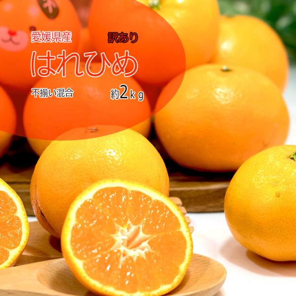 はれひめ 訳あり 箱買い みかん 不揃い混合 約2ｋｇ 愛媛みかんみかんと同様、手で皮がむける柔らかい品種です。甘味、酸味共にバランス良く、香り高いはれひめ。老若男女問わず食べやすい味。年末から年明けの数日楽しめる希少柑橘。サイズ:不揃い混...