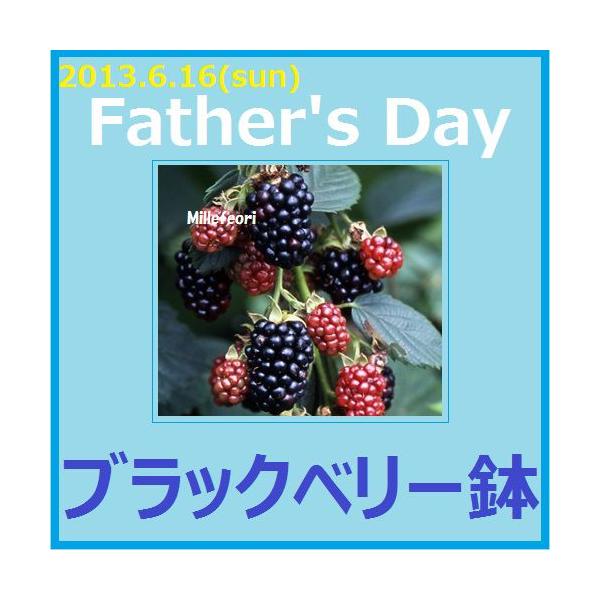 お届けは６月17（水）〜21日（日）のいずれかの日となります混雑期により時間指定不可全国送料無料！！一部地域を除く＊北海道は別途送料５５０円かかります。＊一部地域（九州・沖縄・離島のお取り扱いは、出来ません）内容　：ブラックベリー鉢大きさ：...