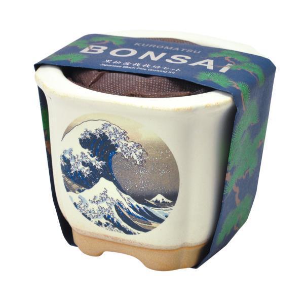 【直送品】【代引不可】[栽培キット グリーン]●日本美術の代表作をあしらった盆栽鉢で育てる黒松の栽培セット。●はじめての盆栽栽培に、贈り物としてもおすすめです。・商品サイズ：8.2×8.2×7.2cm・商品重量：358ｇ