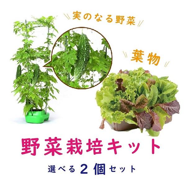 水耕栽培で簡単に、レタスなどの葉もの野菜、トマトやなすなどの野菜が育てられる家庭菜園キットです。お好きなタイプ、カラーを２個セットでお届けします。自由研究にもおすすめです。