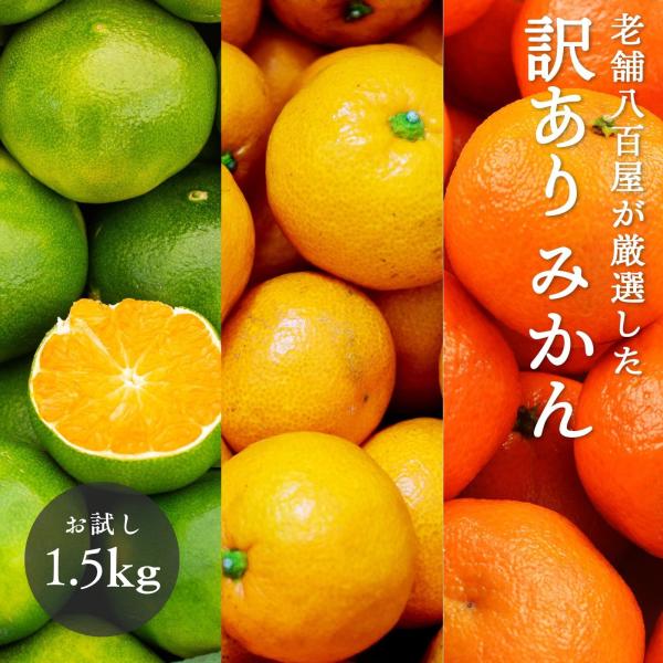 ・内容量1.5キロ・生産地和歌山県・賞味期限生鮮品のためお早めにお召し上がりください・保存方法風通しの良い涼しい日の当たらない場所や冷蔵庫の野菜室などに保存