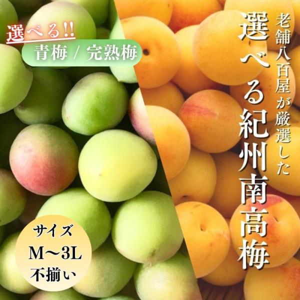 ・選べる色味青梅 完熟梅・内容量1kg・梅のサイズ M〜3Lサイズ以上の混合もしくは偏る場合があります・生産地和歌山県産・賞味期限生鮮品のためお早めにお召し上がりください・保存方法冷蔵保存・輸送方法常温輸送（天候や気温を考慮し、常温便もしく...
