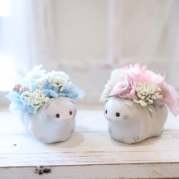 スコティッシュフォールドのプリアレンジ〜スコティッシュフォールド〜丸みを帯びたシルエットと垂れた耳、穏やか性格で、人気猫種ランキングでトップに君臨するスコティッシュフォールド。実はその歴史は意外に短く、新種と区分されます。突然変異がきっかけ...