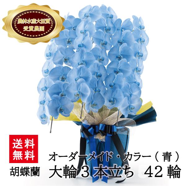 胡蝶蘭：大輪3本立ちプレミアムカラー(ブルー）：42輪以上・高さ：約80〜95ｃｍ（鉢底から）・幅：約50ｃｍ・鉢サイズ：　約22.5ｃｍ※花色によって高さ、幅は異なります。新鮮・安心な胡蝶蘭を地産地送いたします。弊社の農場は愛知県豊橋市の...
