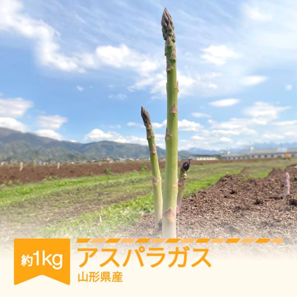 【発売日：2026年05月11日】昼夜の寒暖差が大きいこの地域では、アスパラガスの栽培にも適しています。奥羽山脈から湧く清らかで豊富な水と、山形牛がもたらす畑いっぱいの有機肥料はアスパラガスの甘みと柔らかさを生み出します。お好みの調理でぜひ...