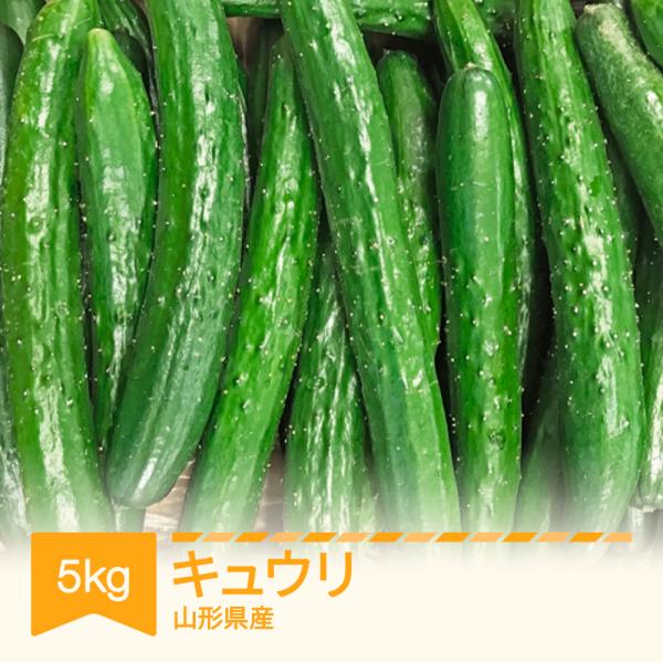 【発売日：2026年08月17日】奥羽山脈の清らかな水と昼夜の寒暖差により、シャキシャキ感と鮮度が抜群です。土づくりにこだわり、ハウス栽培から露地栽培まで長い期間の徹底した管理を経て出荷されます。さらに、JA格付員の検査・選別でより質の高い...