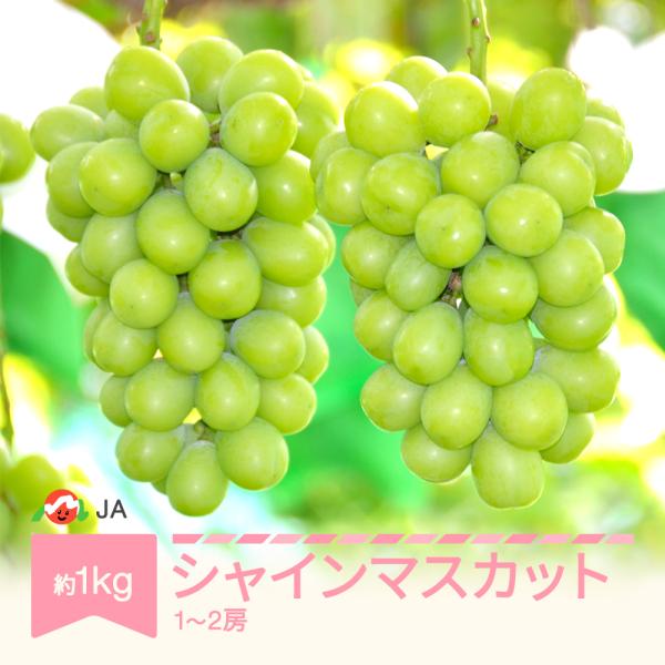 【発売日：2026年11月01日】奥羽山脈から湧く清らかで豊富な水と昼夜の大きい寒暖差によって、糖度が高く粒張りの良さが特徴の山形県村山市産のシャインマスカットです。生産者を限定し、更に厳正な選別を経て出荷されます。■内容量シャインマスカッ...