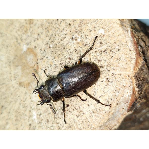 メタリフェルホソアカ亜種アエノミカンス26ミリメス単品産地：インドネシア　ハルマヘラ島累代：CBF1メス：約26ミリ2026年10月上旬羽化確認未使用すっと伸びた顎が非常に格好のいいクワガタです。色もメタリックな色で非常に綺麗だと思います。...