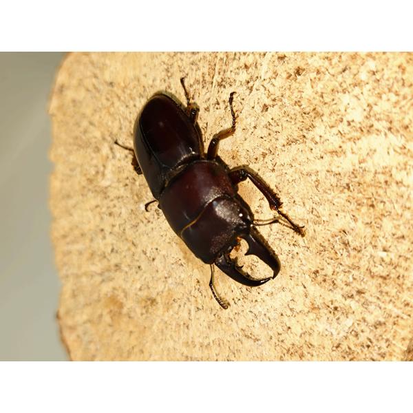 ダイトウヒラタ39ミリペア産地：北大東島累代：CBF3雄：約39ミリ2025年4月下旬羽化未使用雌：約26ミリ2025年4月下旬羽化未使用本土では見られない赤みを帯びた赤褐色のヒラタクワガタです。レッドリストに登録されている種で入手困難にな...